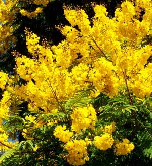 Cultura Guaraní: Nombres vulgares: "Yvyra pytã..", "Arbol de Artigas ...